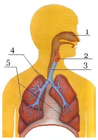 Dýchací soustava :: Daltoňáci z 5.A